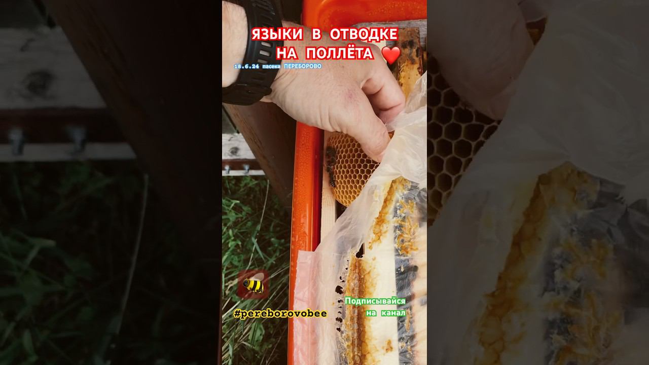 Языки в отводке! ПЧЕЛОВОДСТВО! #pereborovobee #пасека #пчеловодство #воск #матковод #А4 #bee #honey