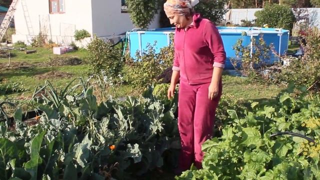 Как томаты капусту от гусениц спасли.