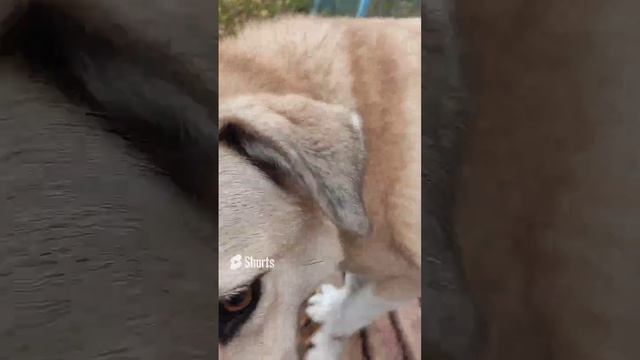 Приютская суббота