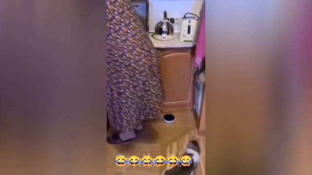 Смешные котики #87.mp4