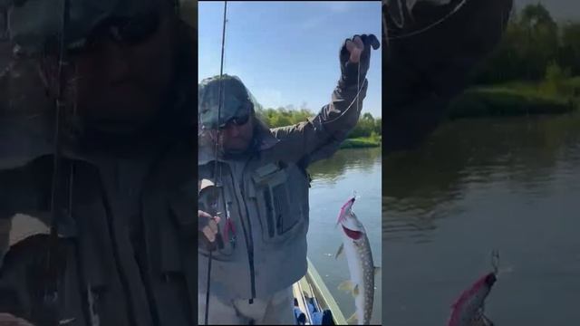 Ловля кунджи на воблер 80 мм (13 гр) от Mr. Musurok