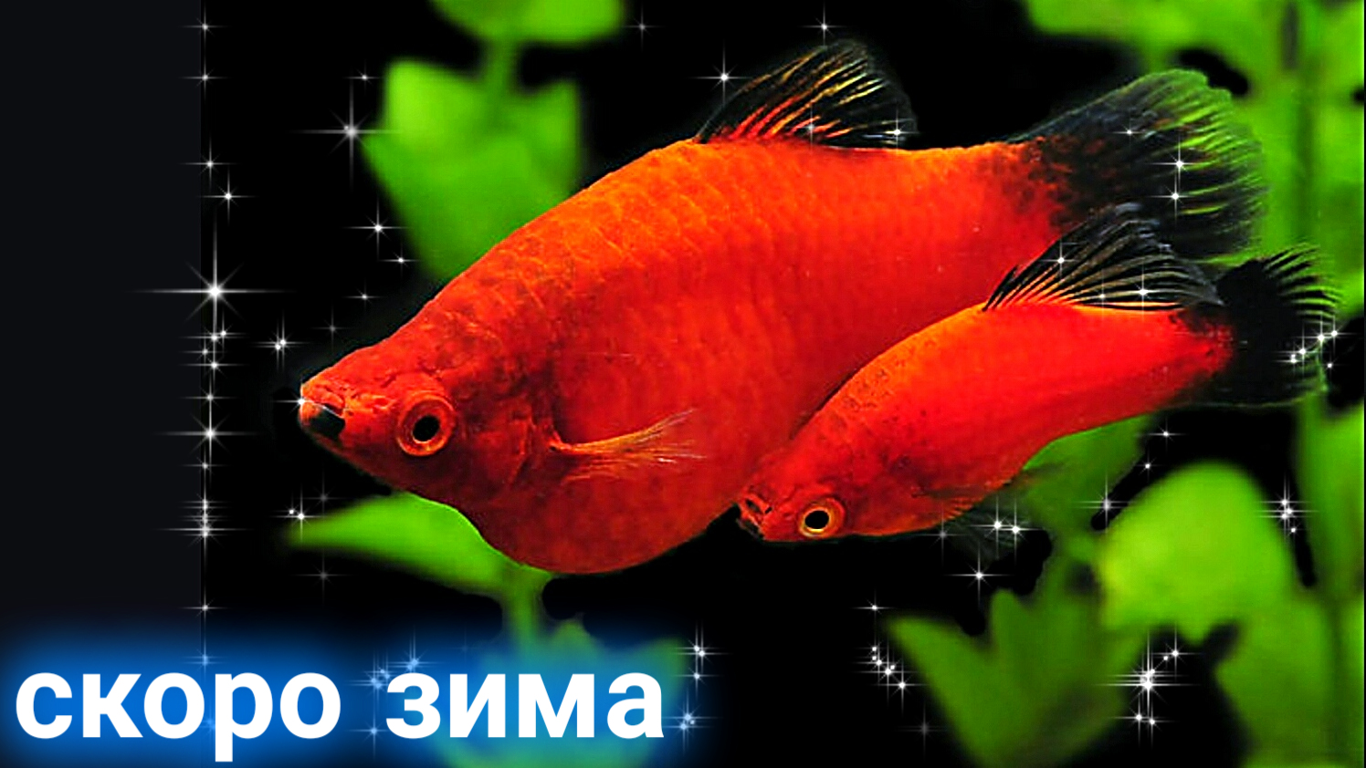 "Редиска" готовится к зиме.