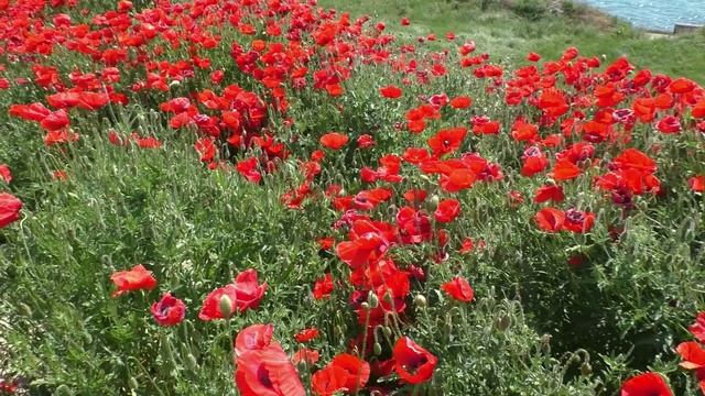Маки возле крепости Ени-Кале. (Яркие краски весны)