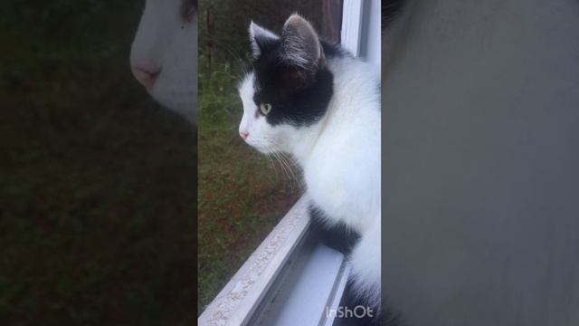 Разговор с котом в окне