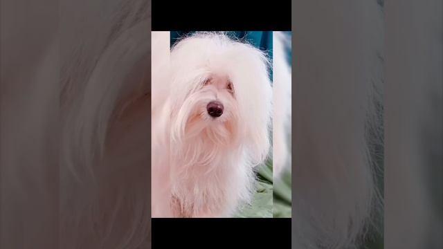 Хлопковая Тэмми#собака#РКФ