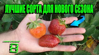 ЛУЧШИЕ СОРТА КЛУБНИКИ (ЗЕМЛЯНИКИ САДОВОЙ) ДЛЯ ПОСАДКИ В ЭТОМ СЕЗОНЕ. ЭКОСАД (ОГОРОД) И ТЕПЛИЦА 22-5