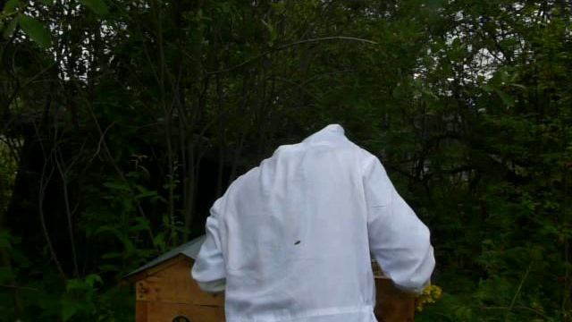 21. Пчёлы, начало. Часть 11.