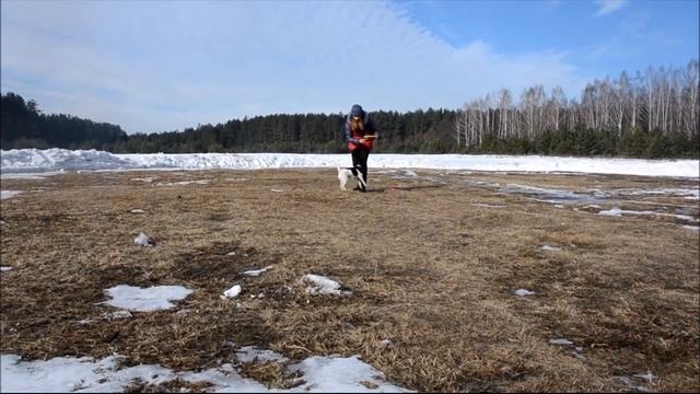 Вебстайл 2017 Яна и фокстерьер Вайра.mp4