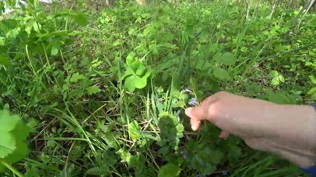 Будра плющевидная.