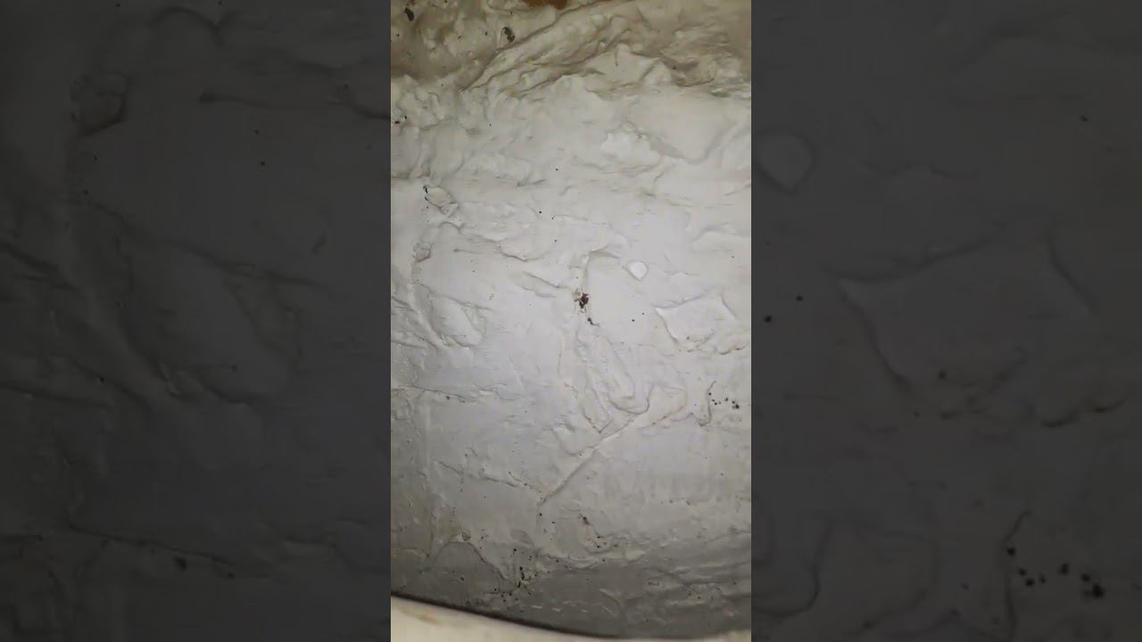 клопы в квартире#клопы #клопывквартире