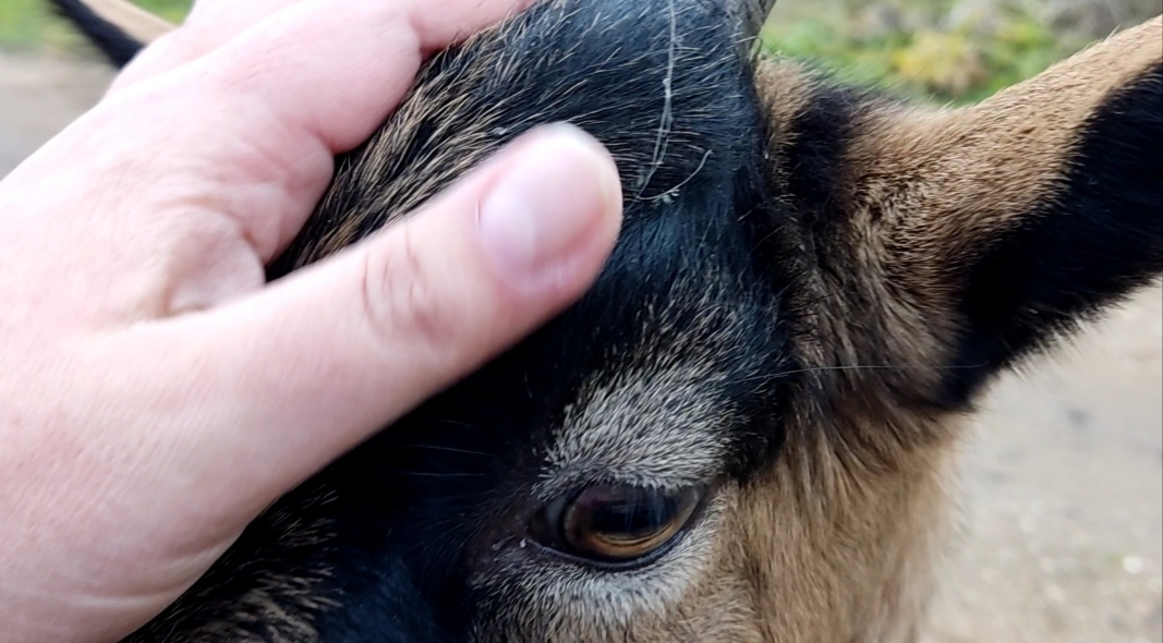 Животные и птицы в деревне. Animals and birds in the village