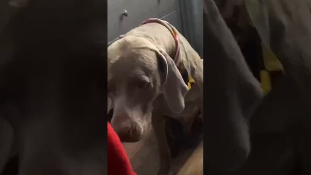 VID_20221217_191748_361.mp4