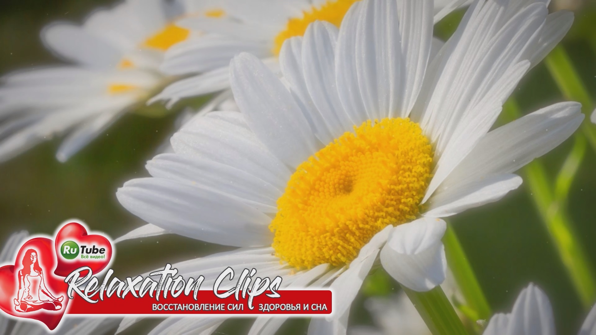 Магия ромашки • Клипы для релаксации • Красивый параллаксный видео коллаж • 15 минут.