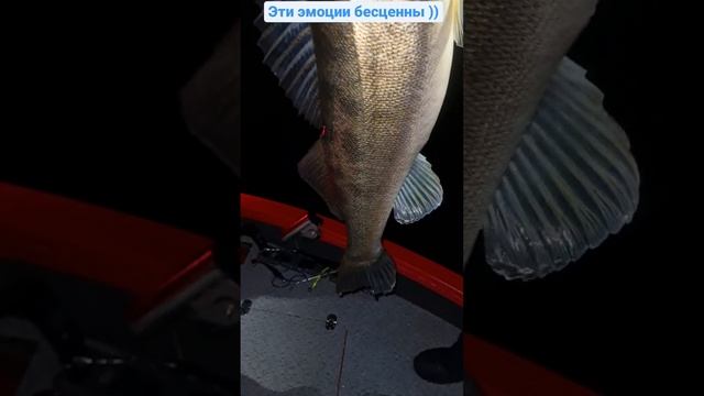 Трофейная рыбалка. Судак 10+