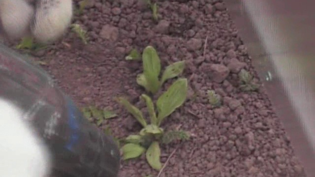 Теплицы "Дачник" от производителя http://www.mdnvizit.ru/