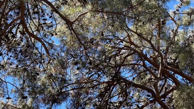 Геленджик. Белки и сосны над головами.