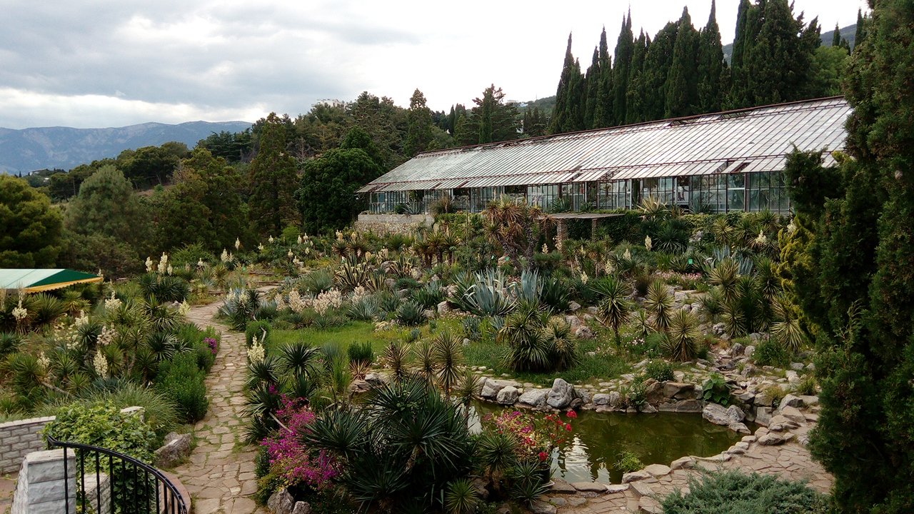 Цветение юкк и опунции на открытой площадке кактусовой оранжерее в Никитском ботаническом саду.Крым