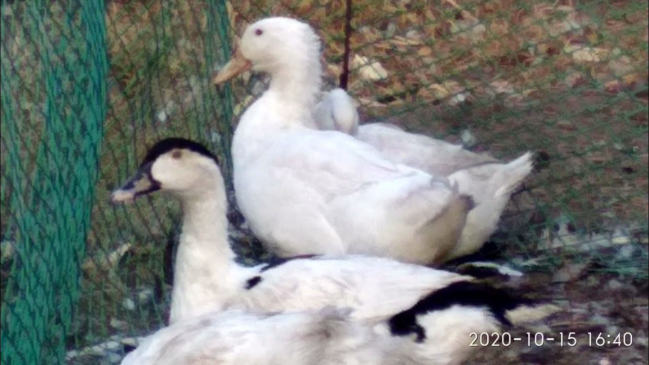 Схема пропаивания уток от ветврача.