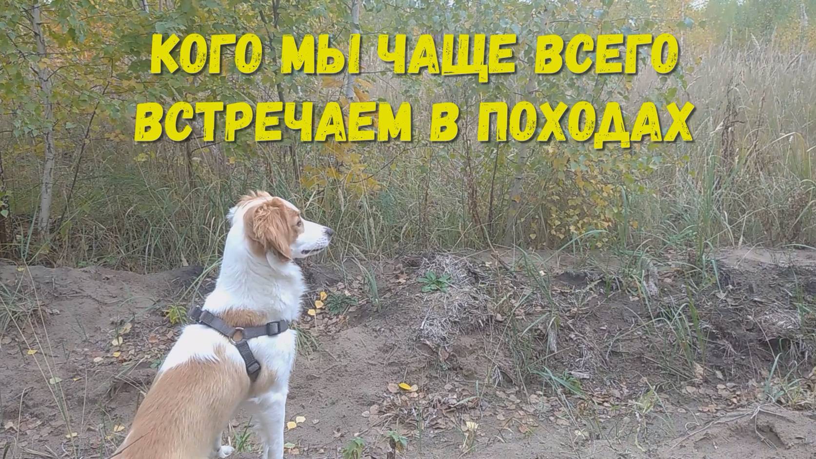 Кого мы чаще всего встречаем в походах