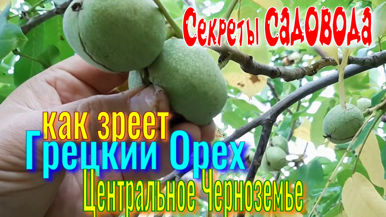 Грецкий Орех - как Зреет! 3 Серия. Кто не знает - Посмотрите, как Зреет Грецкий ОРЕХ. Время УРОЖАЯ.
