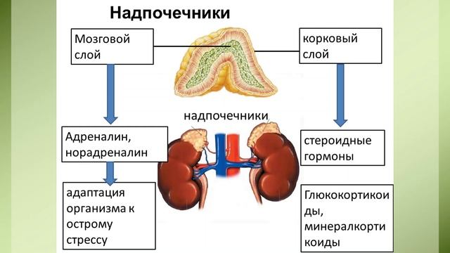 Ветеринарная анатомия. Надпочечники животных. Видовые особенности