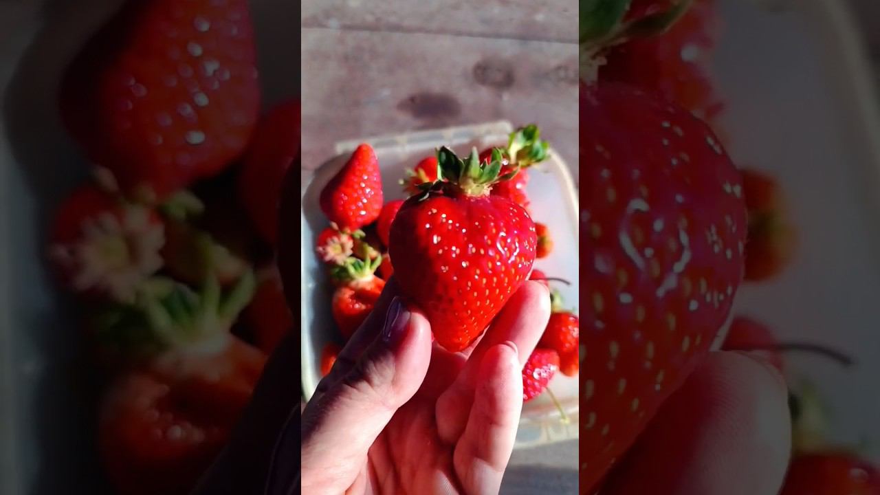 Клубника в Сибири осенью, конец сентября, Иркутская область. Ремонтантный сорт Иришка.