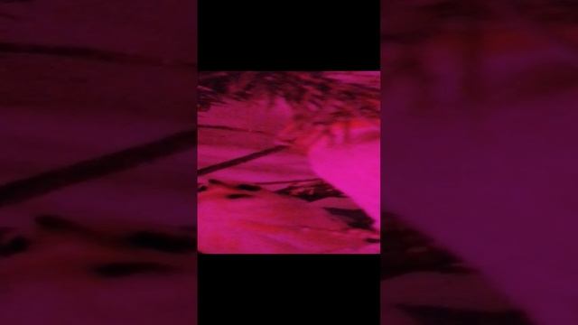 Самка попугая влюблена в иволгу))