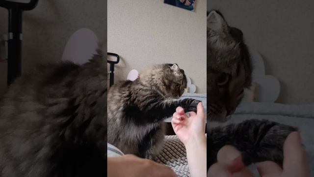 От любви до ненависти один КУСЬ