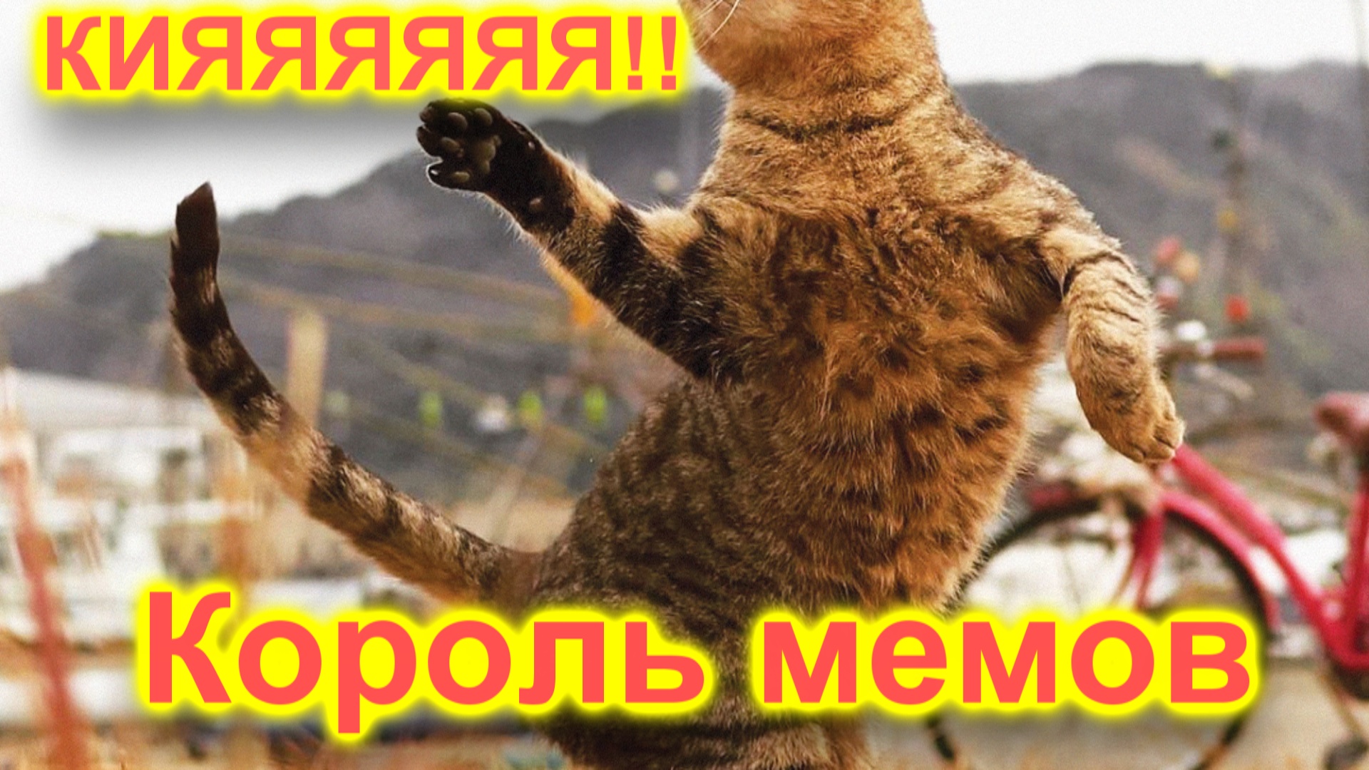 ПРИКОЛ С КОТОМ-ниндзя-кот/КОРОЛЬ МЕМОВ