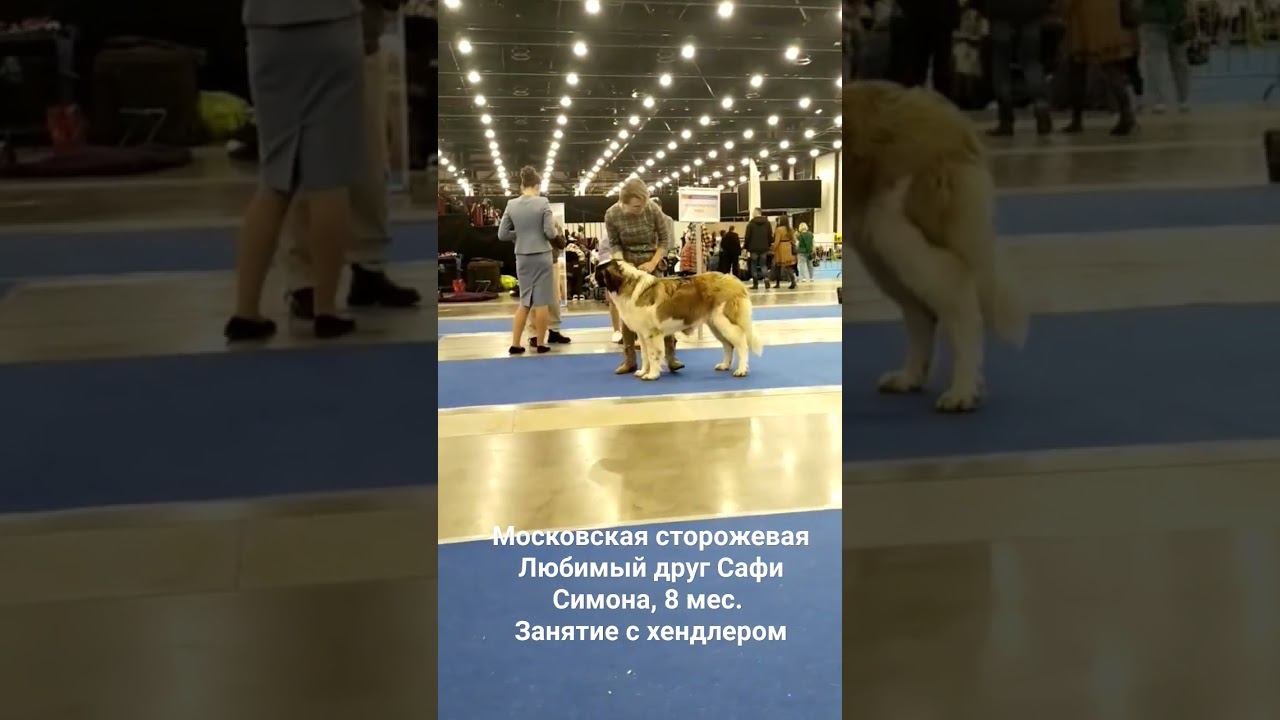 Московская сторожевая Любимый друг Сафи Симона (8 мес)