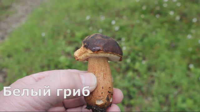 Весенняя прогулка в лесу