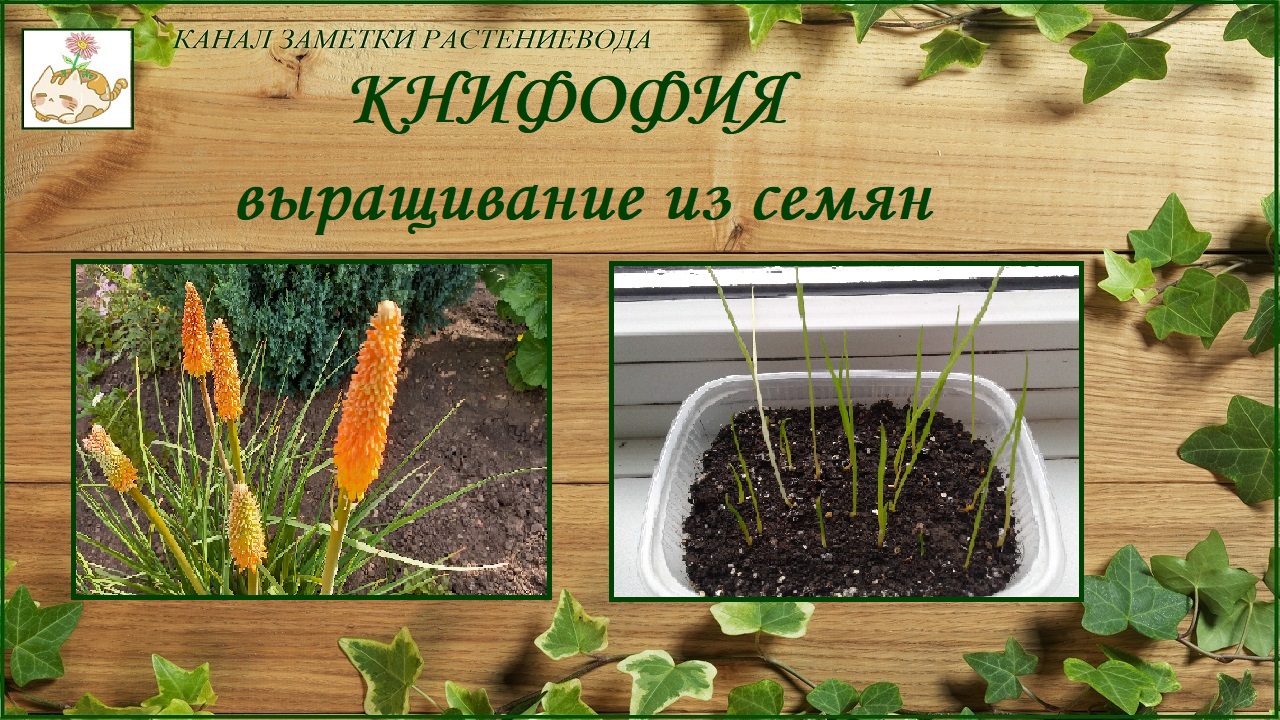 Книфофия - выращивание из семян, экзотика в вашем саду