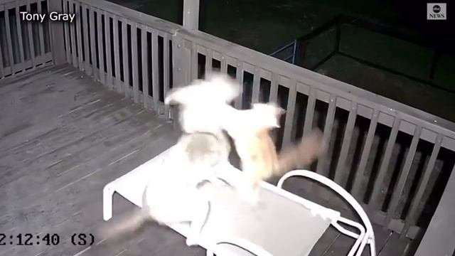 Кот даёт смелый отпор шакалу.mp4