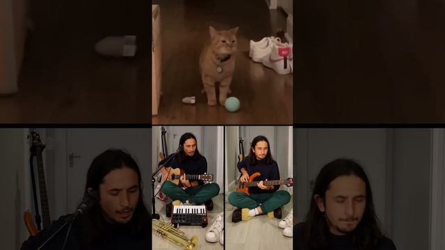 I Go Meow (Singing Cat Ballad)