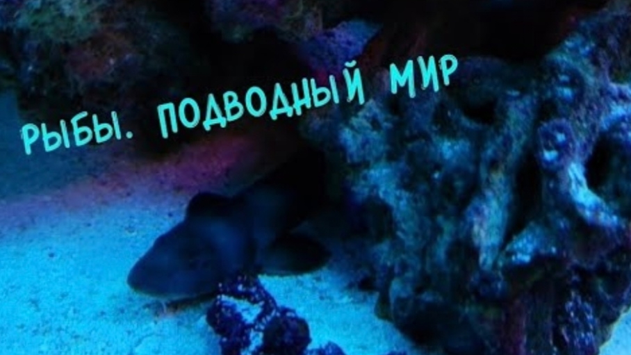 РЫБЫ. ПОДВОДНЫЙ МИР. Александра Миркушова