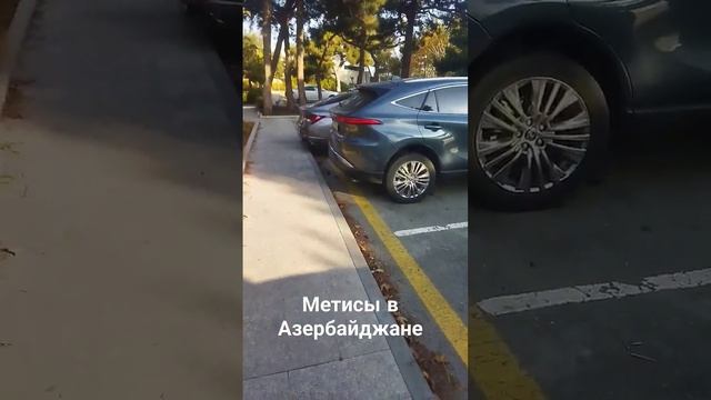 метисы в Азербайджане