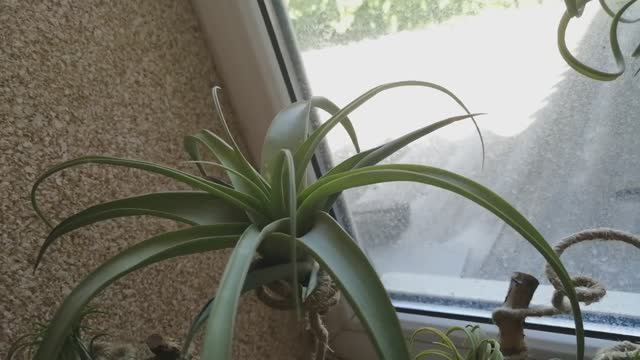 Тилландсии атмосферные: 5 достижений спустя 10 месяцев