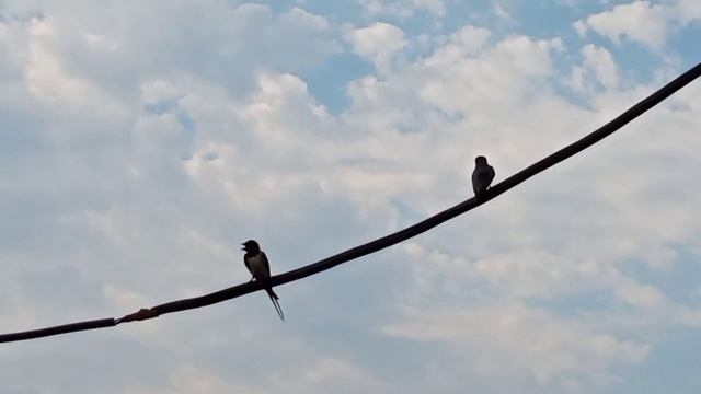 Деревенские ласточки//shorts-video