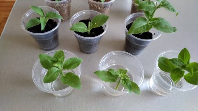 Эксперимент. В каком субстрате лучше укоренять. Размножение петунии черенками..mp4