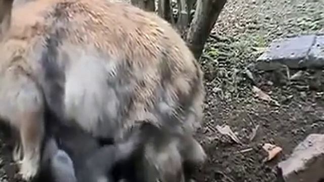 Крольчата в норе.mp4