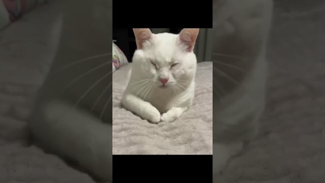 Ну куда без котиков?