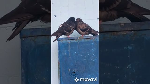 Вернулся муж из командировки....а тут такое....Голубина любовь. #любовь.mp4