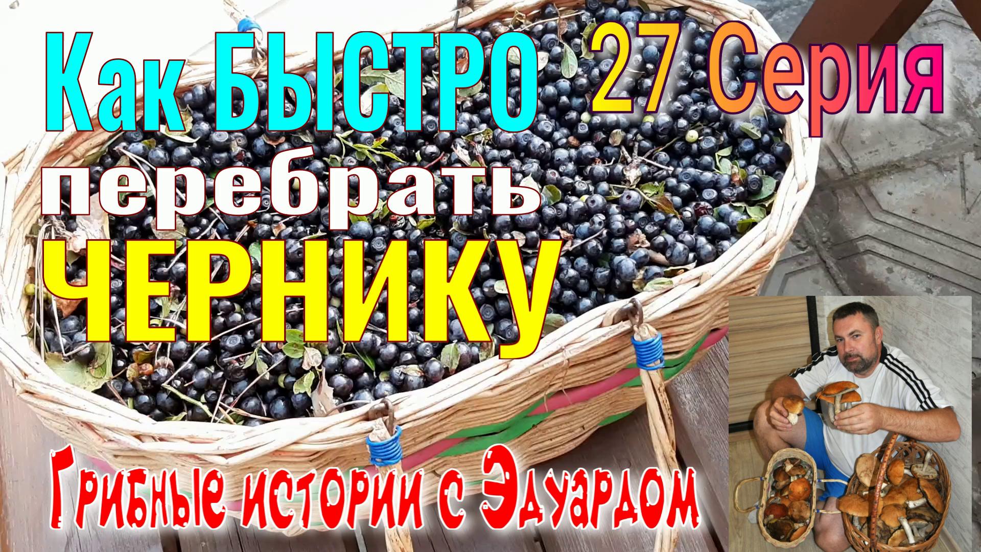 Как БЫСТРО перебрать ЧЕРНИКУ - Грибные Истории с Эдуардом. 27 Серия