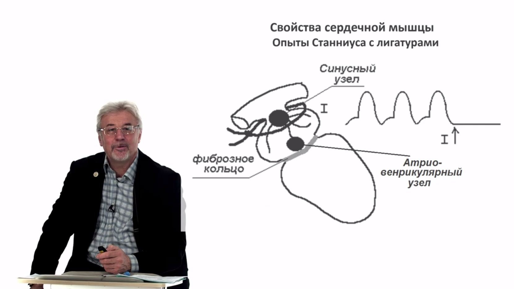 Евсеев А.В. Нормальная физиология. Лекция №13. Свойства сердечной мышцы. Автоматия. 2023