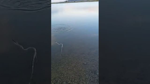 анонс будущего видео