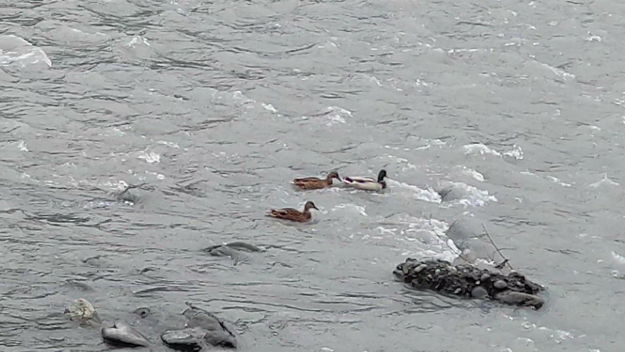 Утки-экстремалки. Рафтинг по-утиному против бурных вод Терека