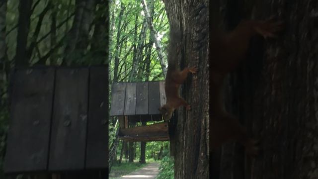 Russian squirrel #shorts
