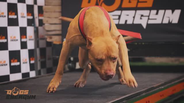 Чемпионат по вейтпуллингу (рельсы) EnergyPower 30.09.2023 г. Санкт-Петербург. Спорт для собак