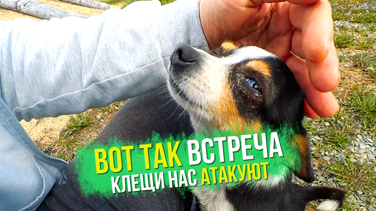 Смотрите на нашем канале полезные и занимательные видео о немецких шпицах. Из наших выпусков вы узна