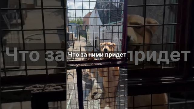 Щенки в приюте. Это разрывает сердце на кусаи